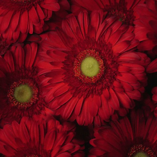 Cut Red Gerberas – Pemberton Valley Nurseries