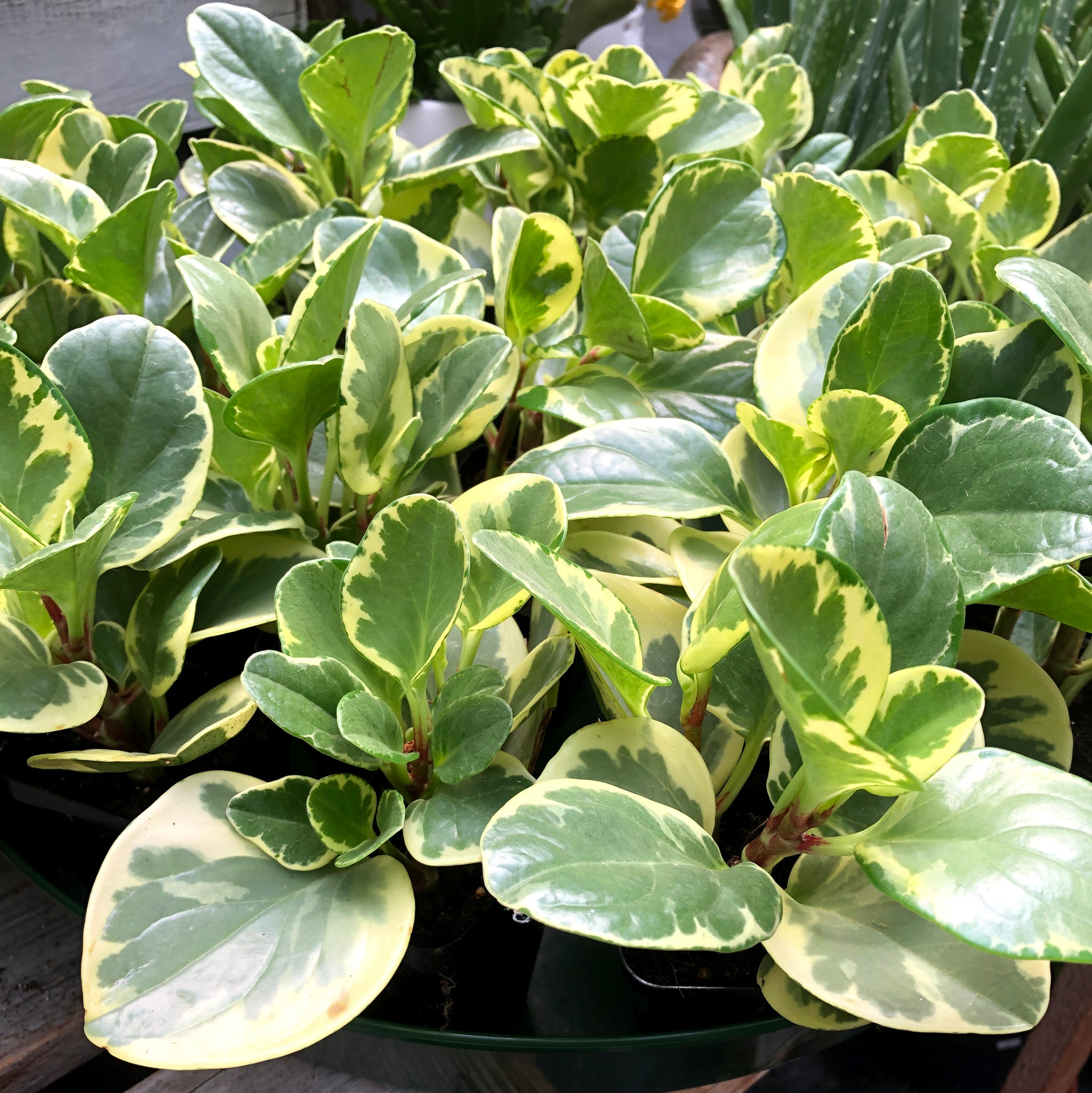 Peperomia House Plant – Pemberton Valley Nurseries