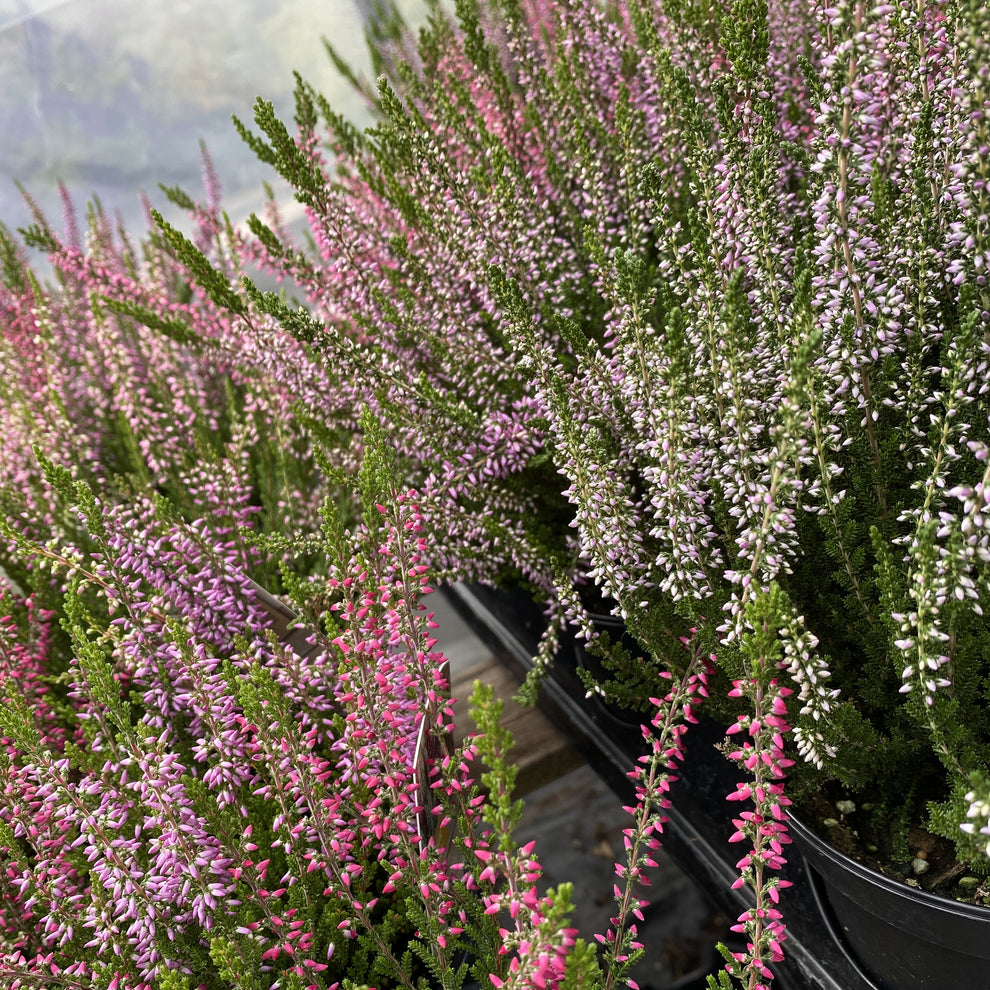 Heather Perennials – Pemberton Valley Nurseries